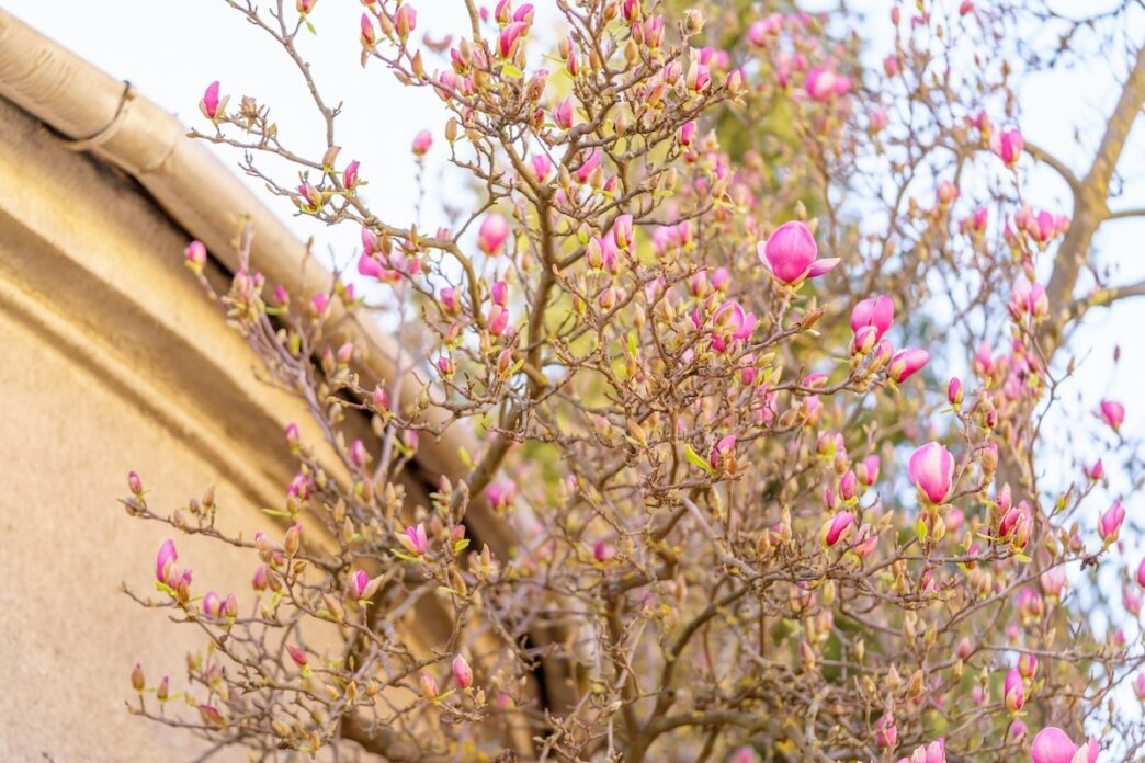 FOTO Au înflorit magnoliile Lugojului, prilej de fotografie pentru ...